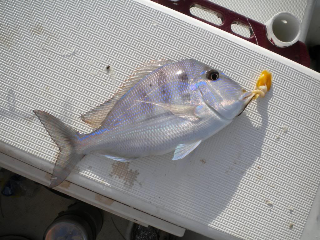 Marathon Fishing 2013 | BASS BARN