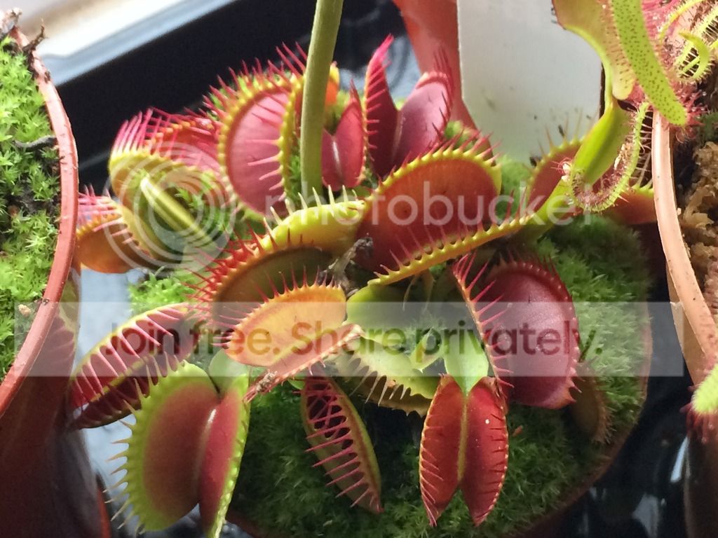 My collection - Carnivorous Plants in Cultivation - Carnivorous Plants UK