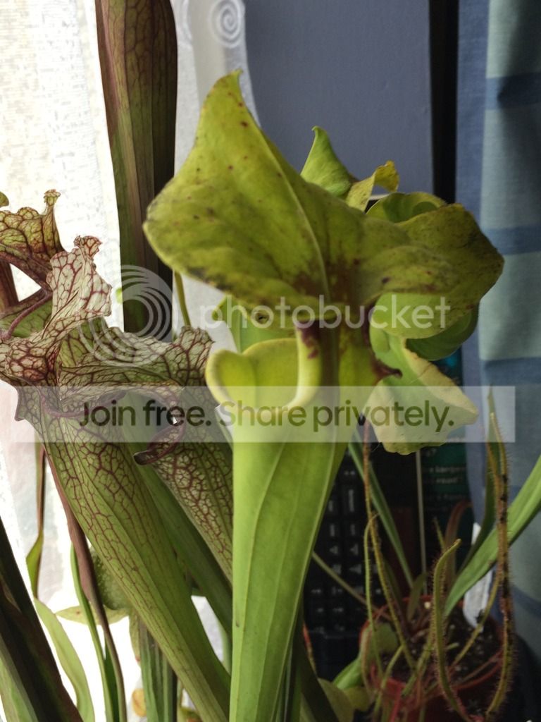 My collection - Carnivorous Plants in Cultivation - Carnivorous Plants UK
