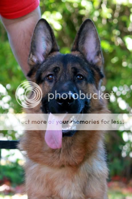 correct GSD head | Page 4 | German Shepherds Forum