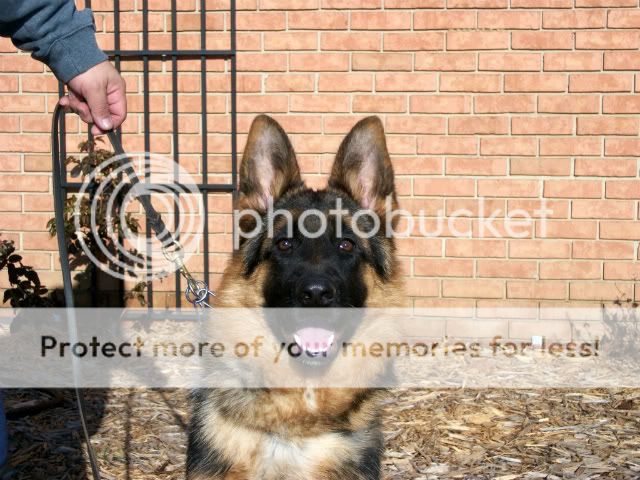 correct GSD head | Page 4 | German Shepherds Forum