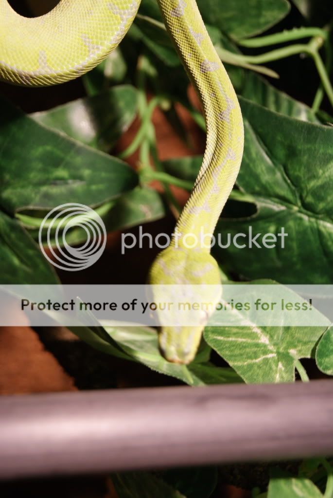 The Green Tree Python thread | Page 23 | Reptile Forums
